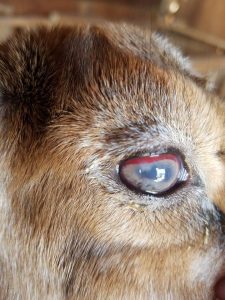 Goat Pink Eye: Identifying and Treating It - Goat Journal